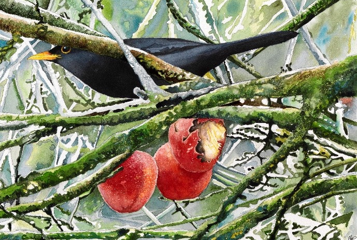 Biodiversité en Bretagne - Christian Daché